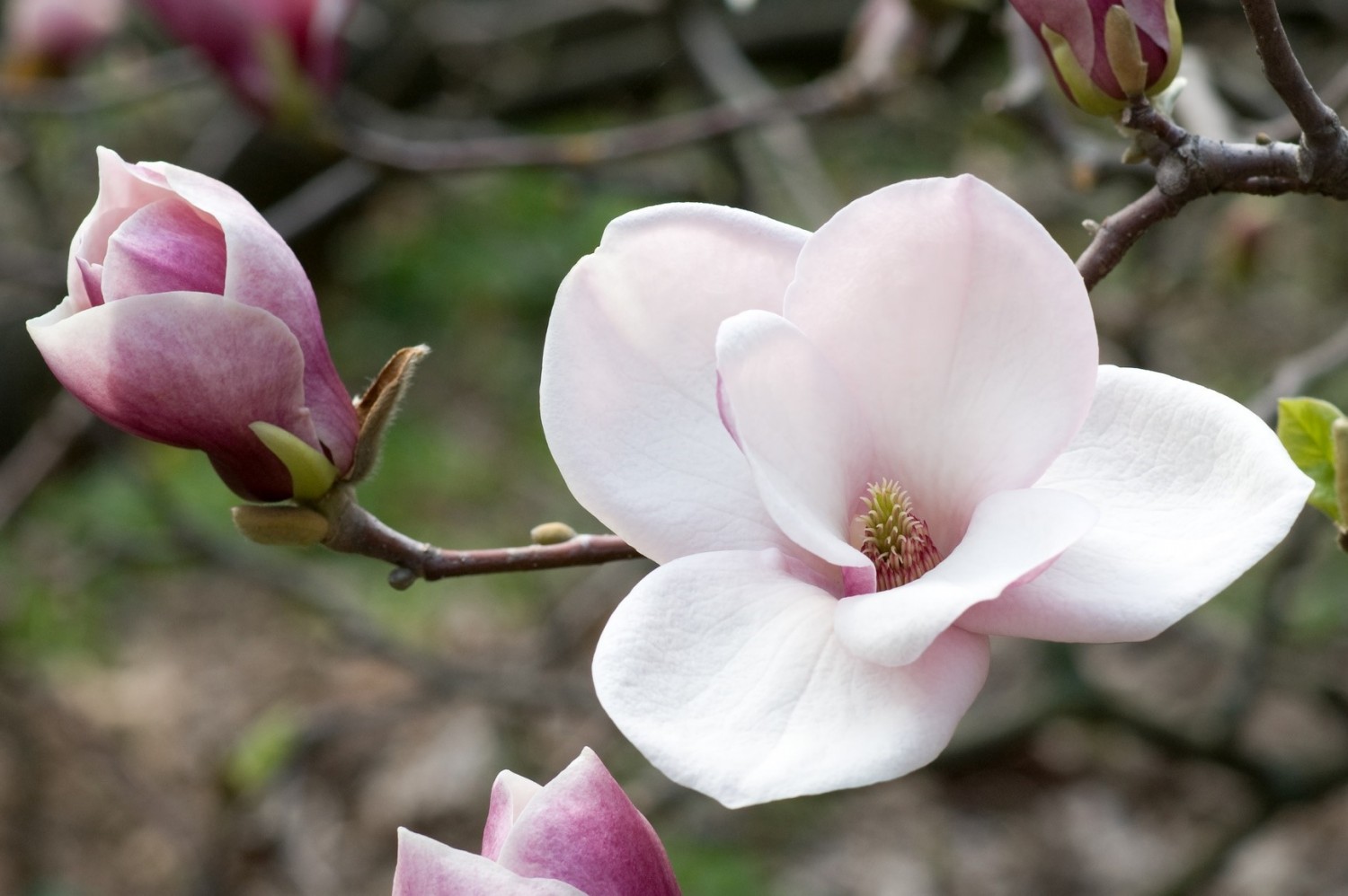 Magnolia perfume, Magnolia fragrance, Magnolia essential oils ...