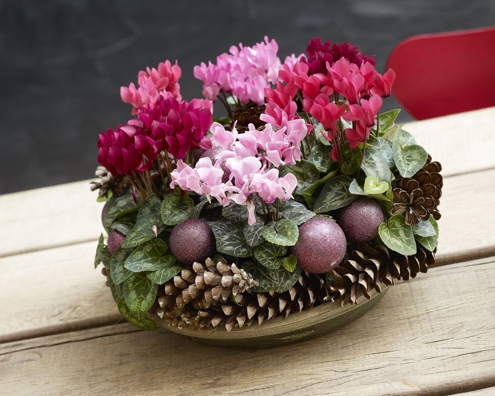 Cyclamen perfume, Cyclamen fragrance, Cyclamen essential oils ...