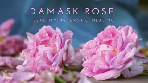 Damask Rose perfume, Damask Rose fragrance, Damask Rose essential oils ...